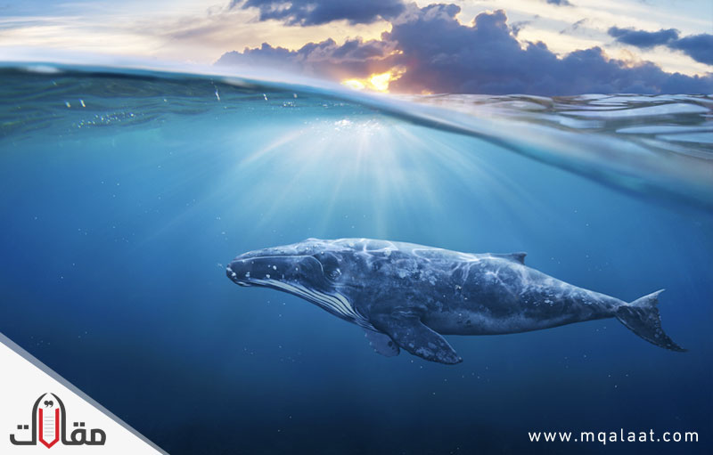 أنواع الحيتان – موقع مقالات