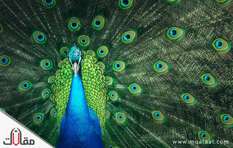 معلومات عن الطاووس – موقع مقالات